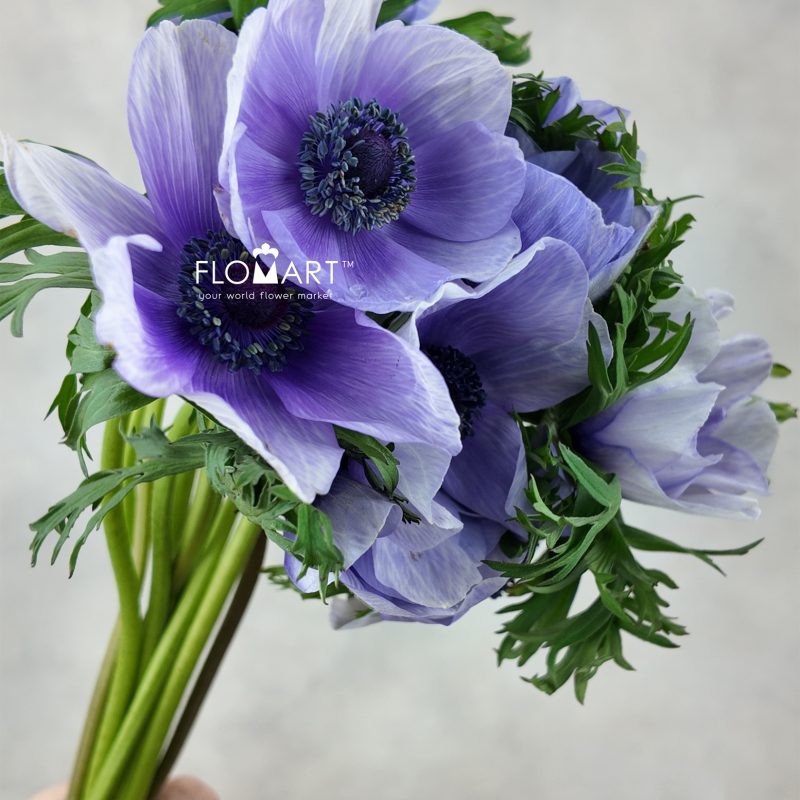 Anemone Mistral Plus Bicolor Viola - FLOMART