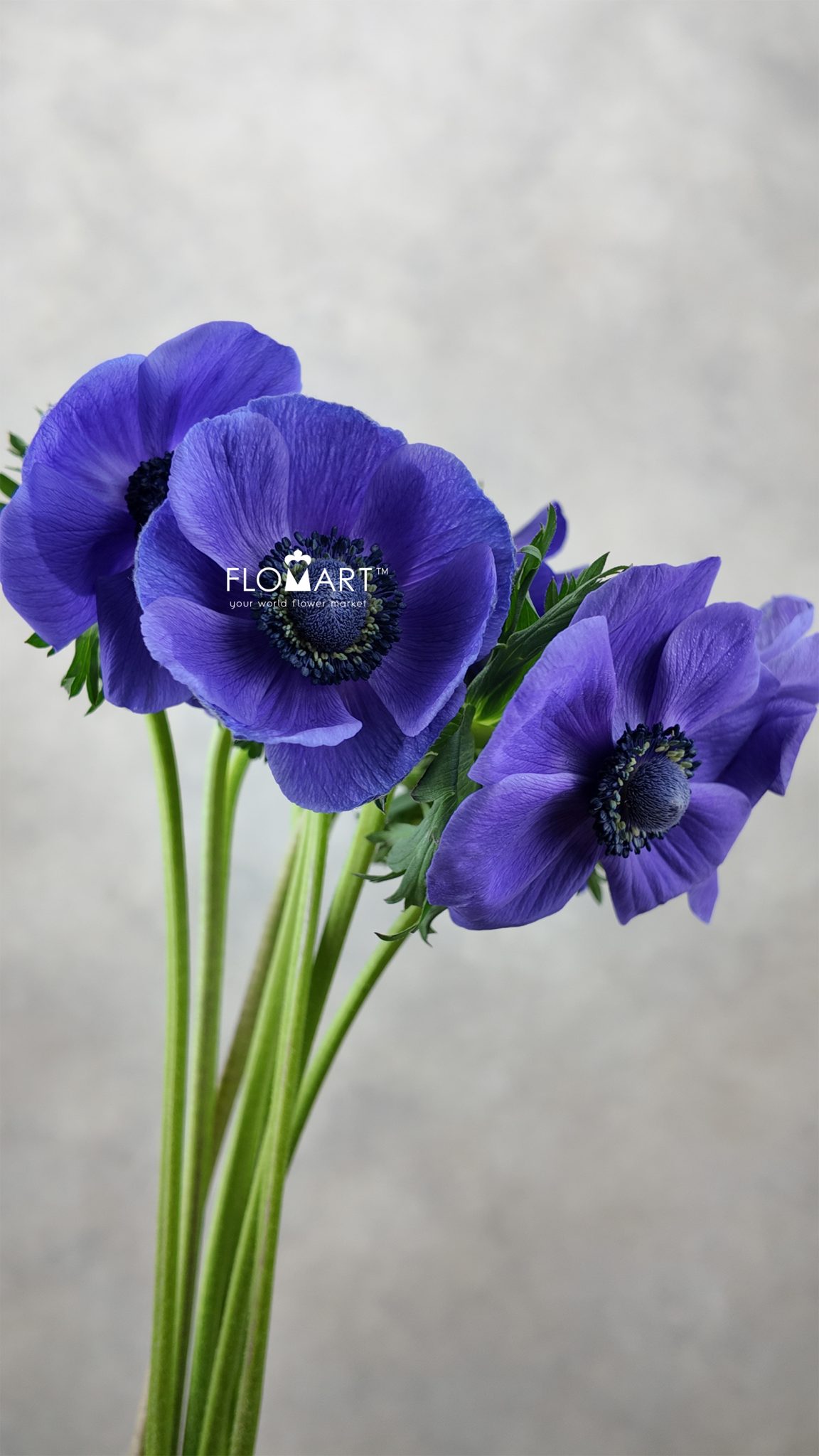 Anemone Mistral Plus Blue - FLOMART