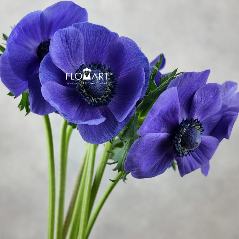 Anemone Mistral Plus Blue - FLOMART