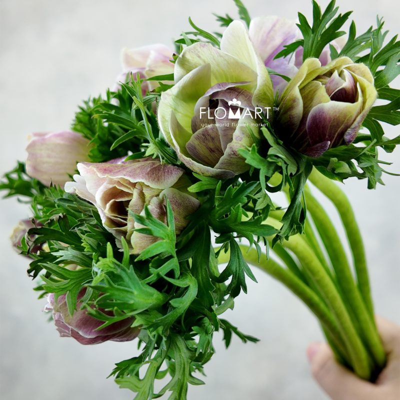 Anemone Mistral Plus Rarity - FLOMART