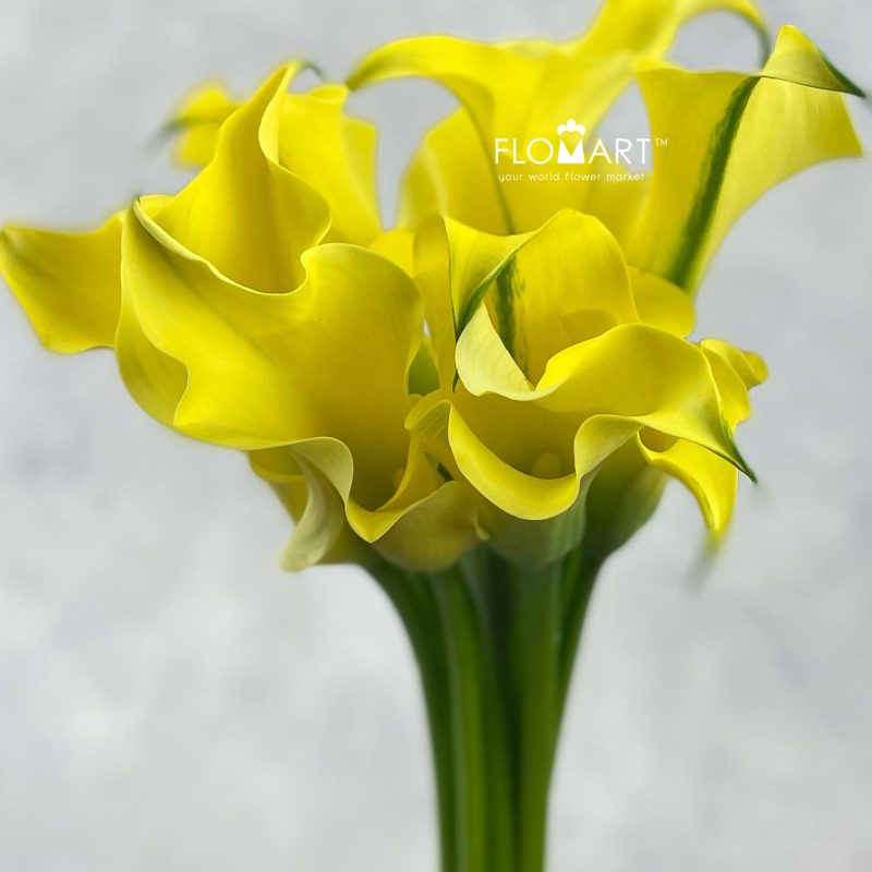 Calla Archives - FLOMART