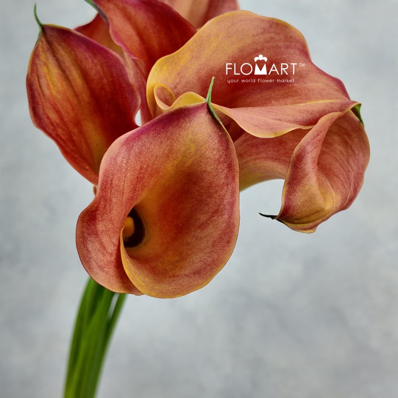 Calla Archives - FLOMART