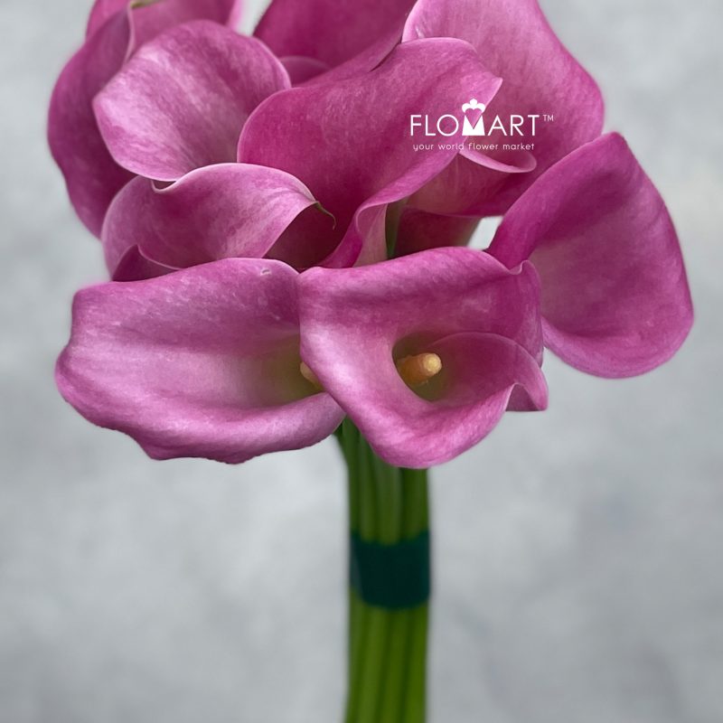 Calla Archives - FLOMART