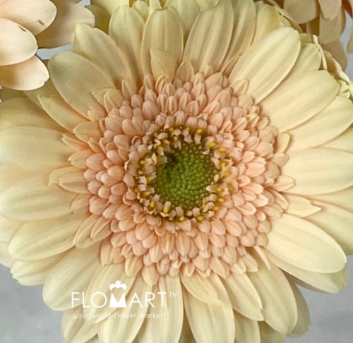 Germini Moet - FLOMART