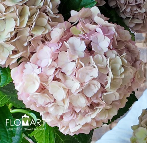 Hydrangea Adora Classic - FLOMART