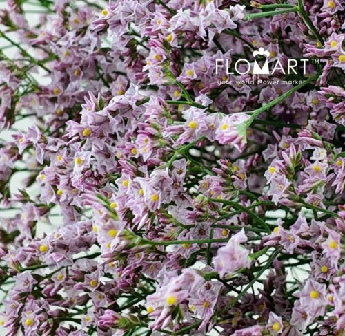 Limonium Light Pink - FLOMART