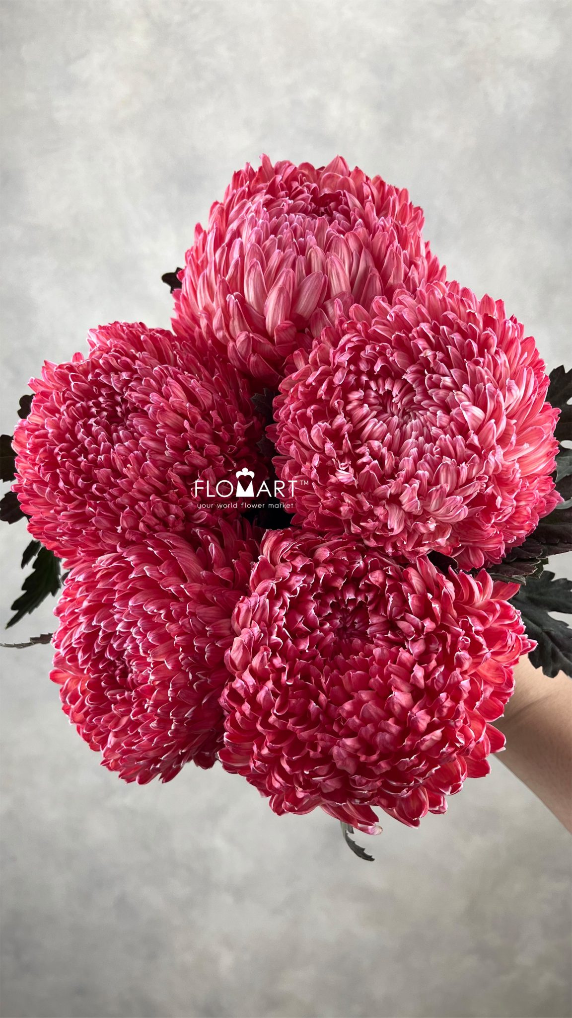 Peony Mum White Dyed Carmine Red - FLOMART
