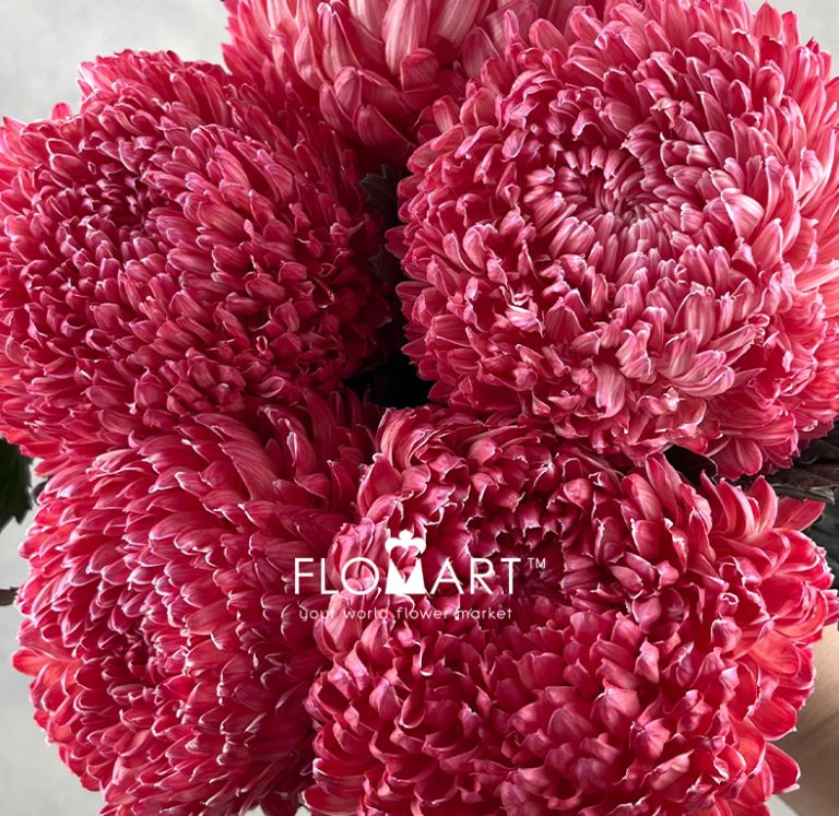 Peony Mum White Dyed Carmine Red - FLOMART