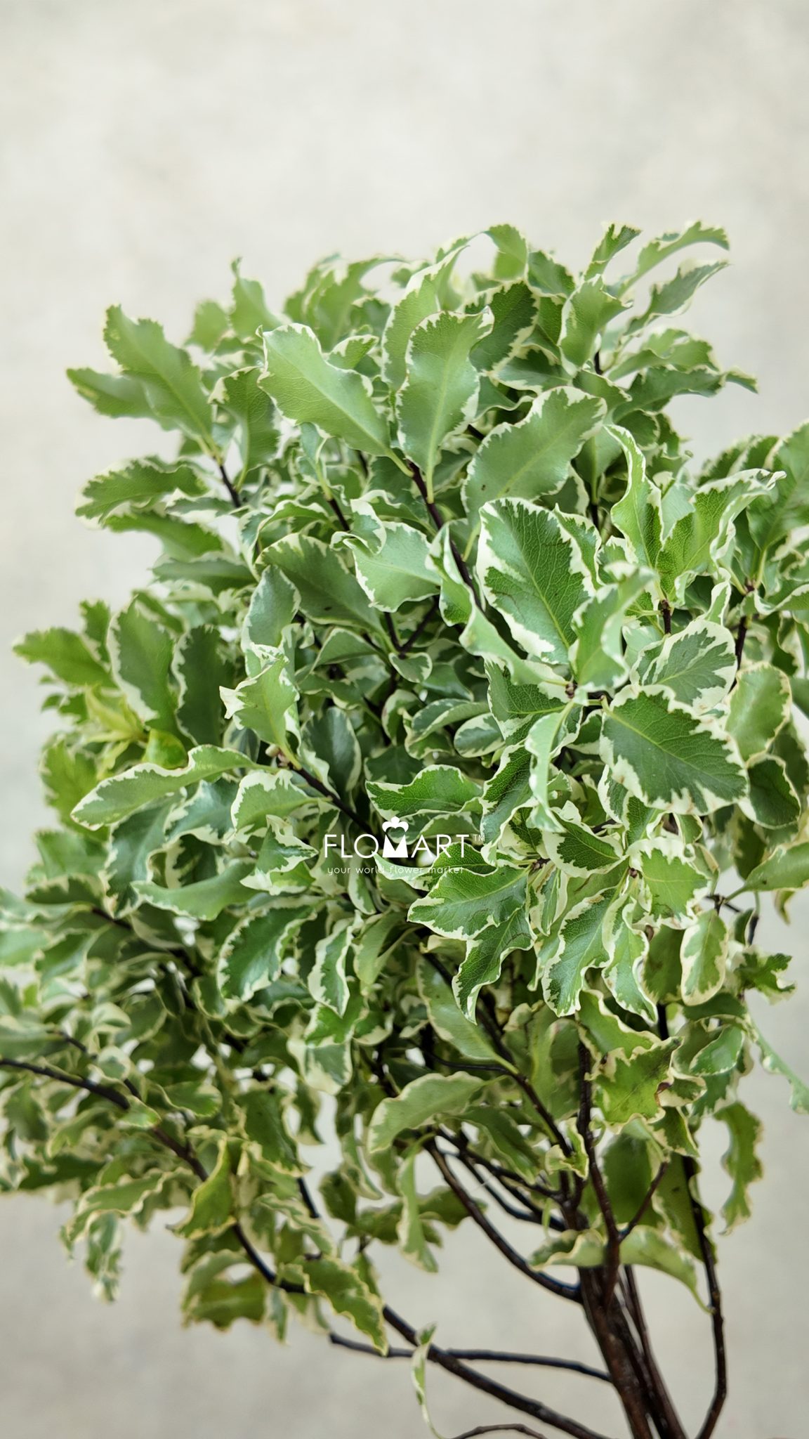 Pittosporum Nigra Leaf - FLOMART