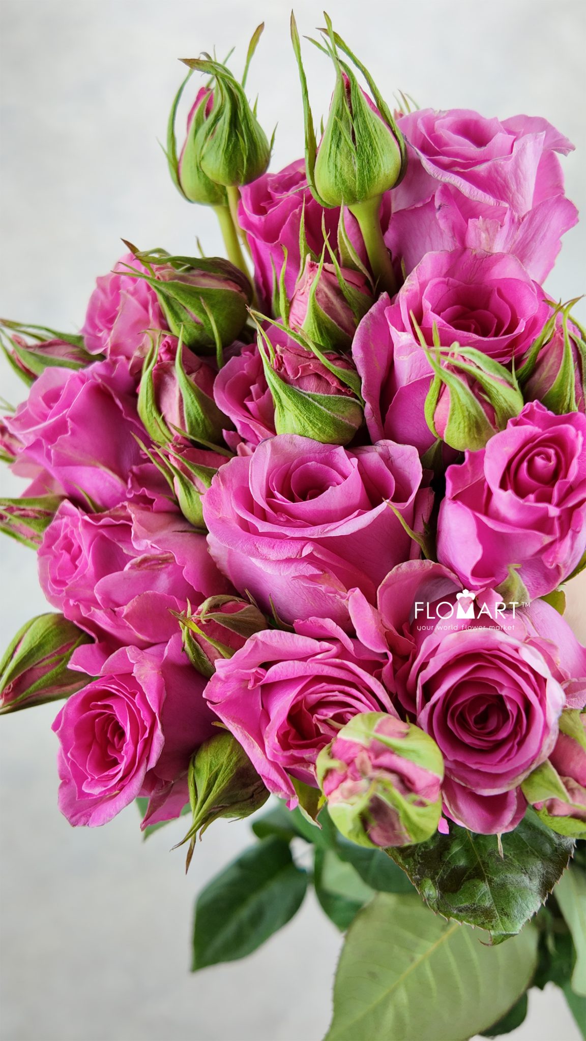 Rosa Garden Spray Amelily - FLOMART