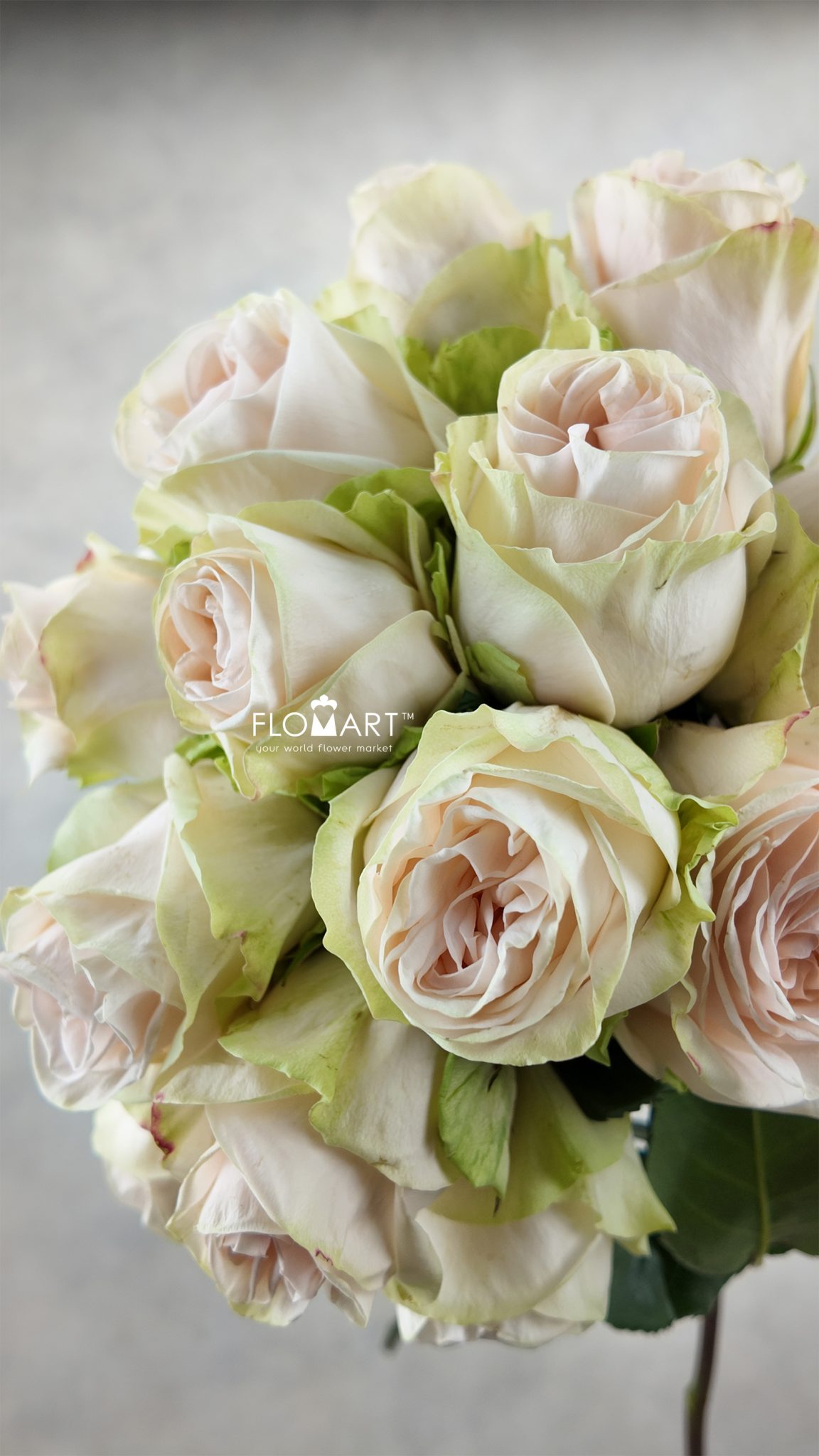 Rosa Wedding Spirit - FLOMART