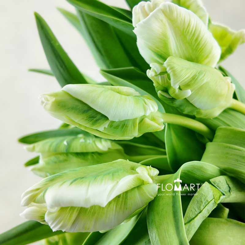 Tulip Parrot Super Parrot - FLOMART