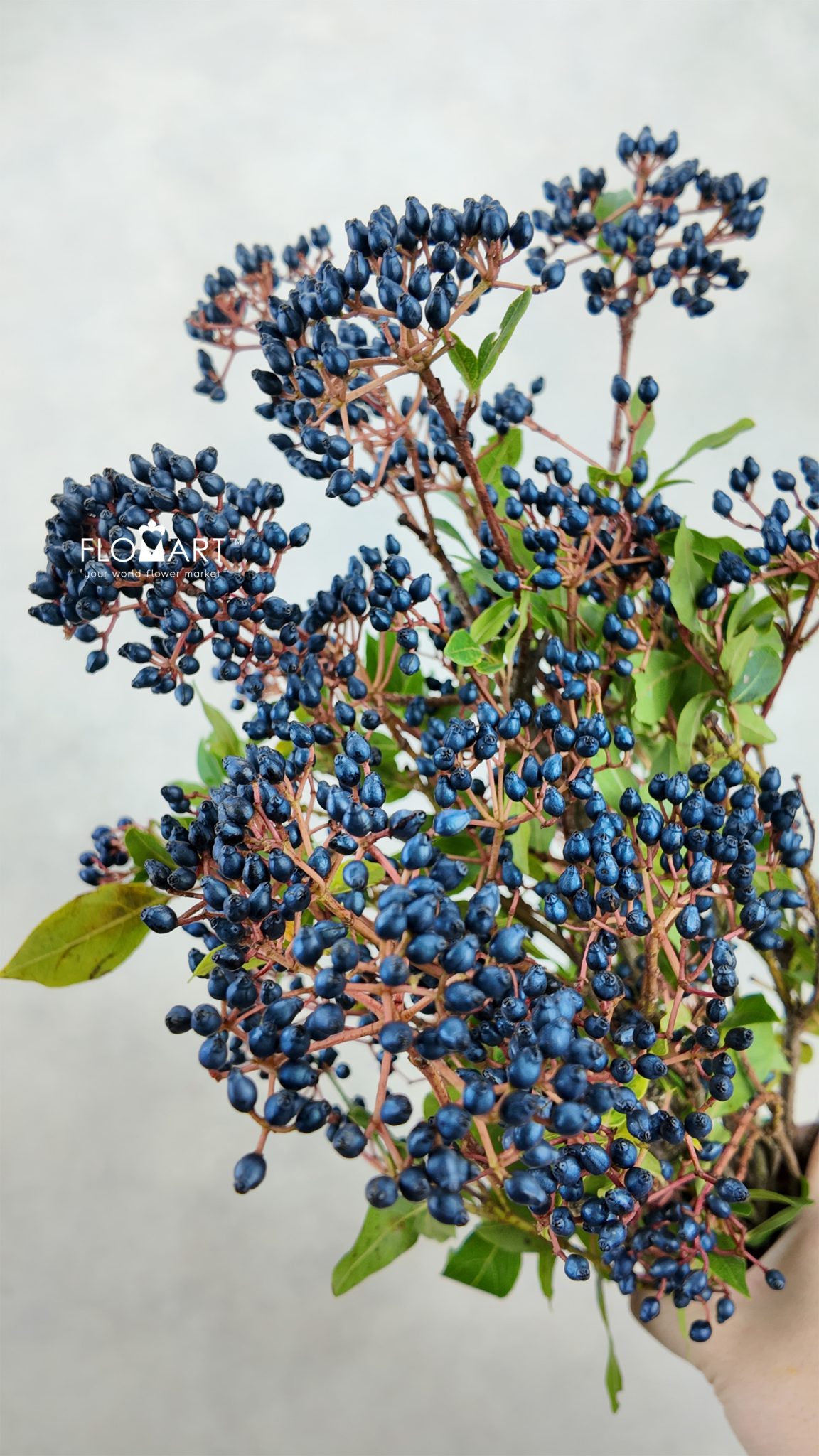 Viburnum Berry - FLOMART